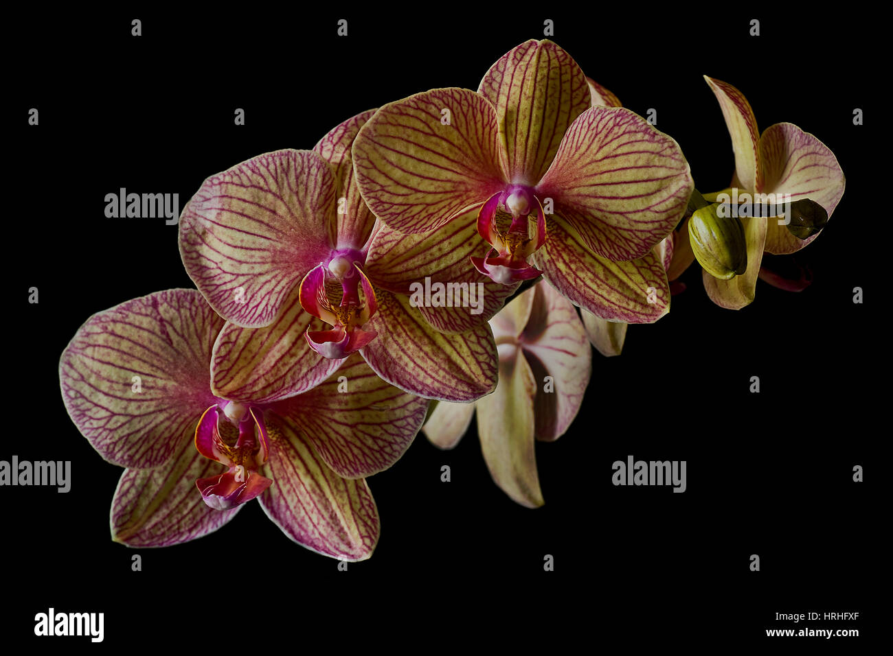Scented Orchids High Resolution Stock Photography and Images - Alamy