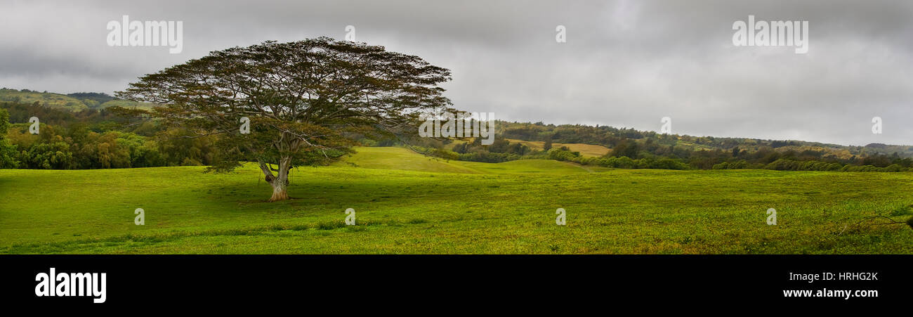 Monkey pod tree hi-res stock photography and images - Alamy