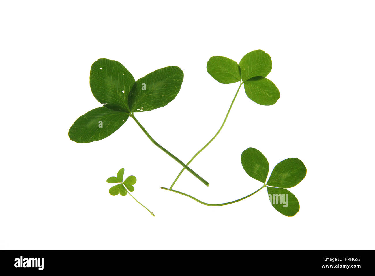 Plants clover hi-res stock photography and images - Alamy