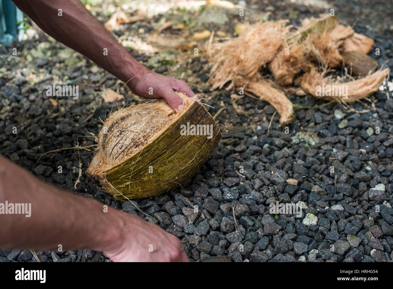 opening a coconut Stock Photo - Alamy
