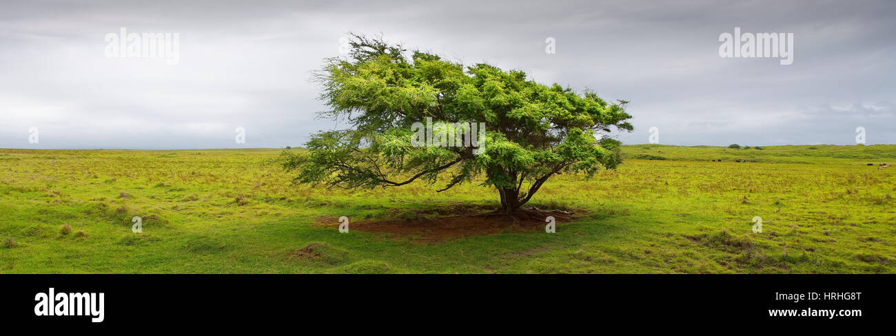 Lone tree at South Point on the Big Island Stock Photo - Alamy