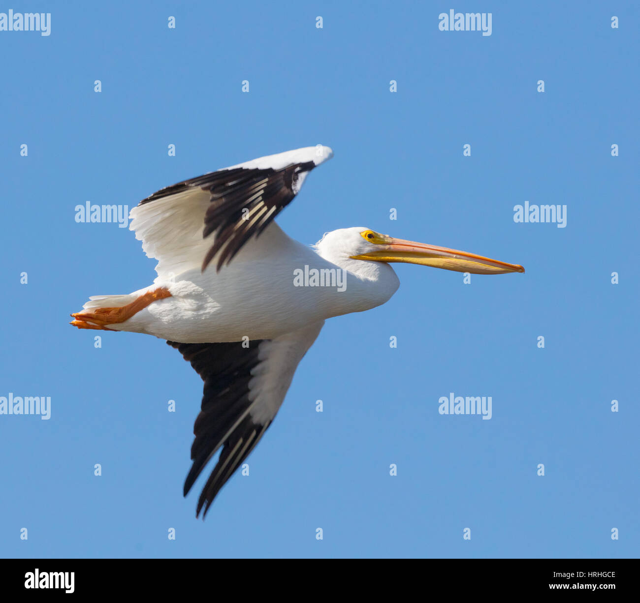 American pelican in flight hi-res stock photography and images - Alamy