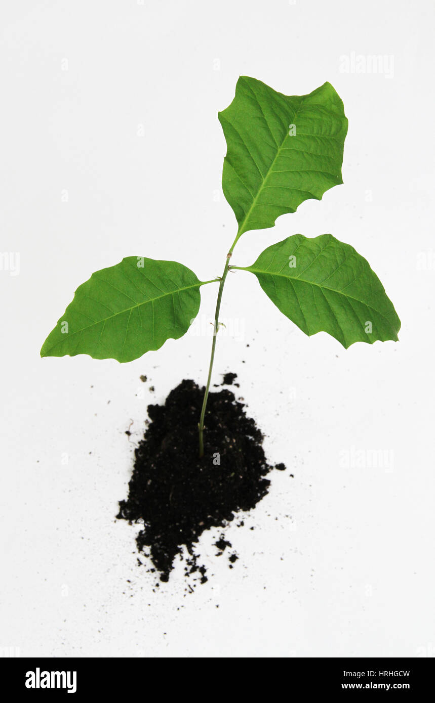 For get me not young plant hi-res stock photography and images - Alamy