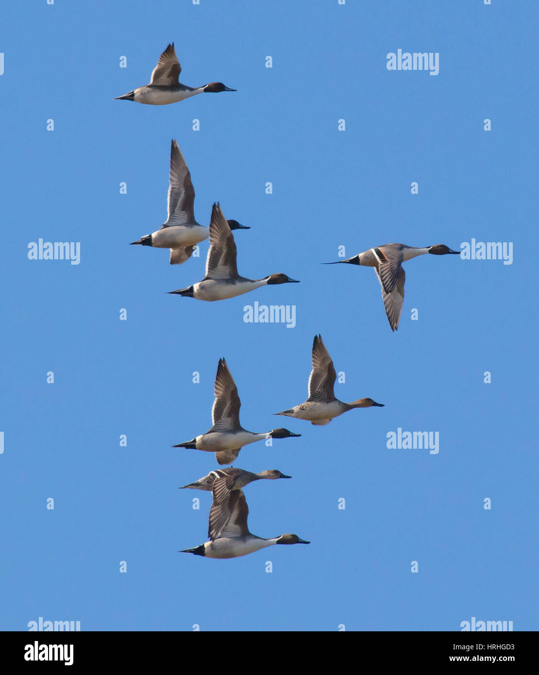 Northern pintail anas acuta male flying hi-res stock photography and images - Alamy