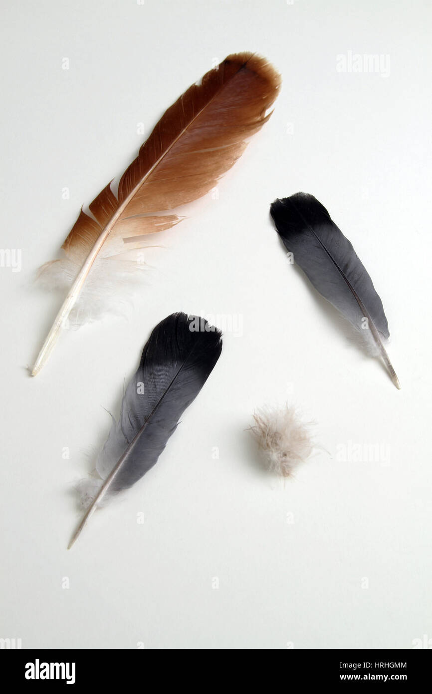 Pin feathers hi-res stock photography and images - Alamy