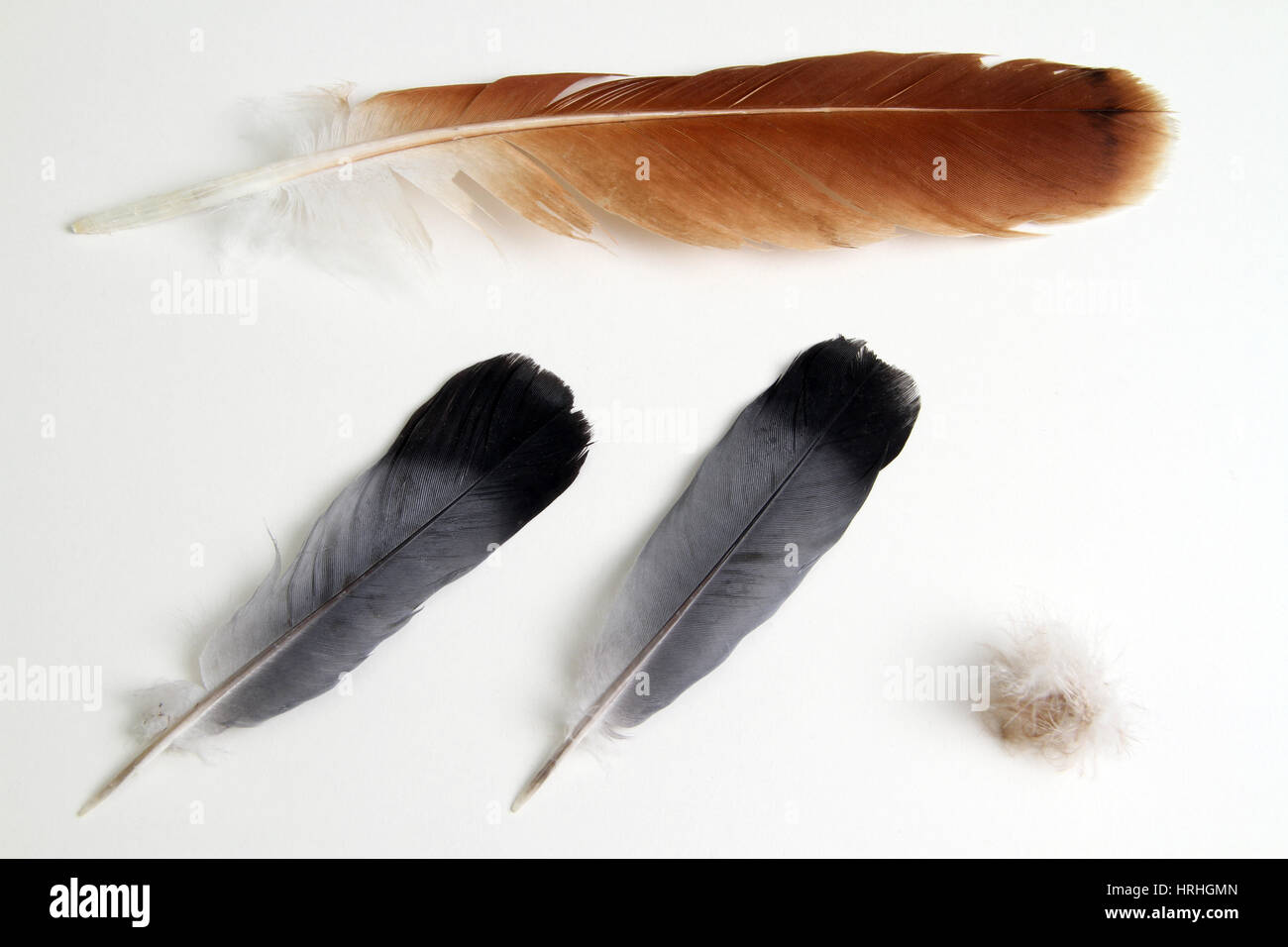 Pin feathers hi-res stock photography and images - Alamy