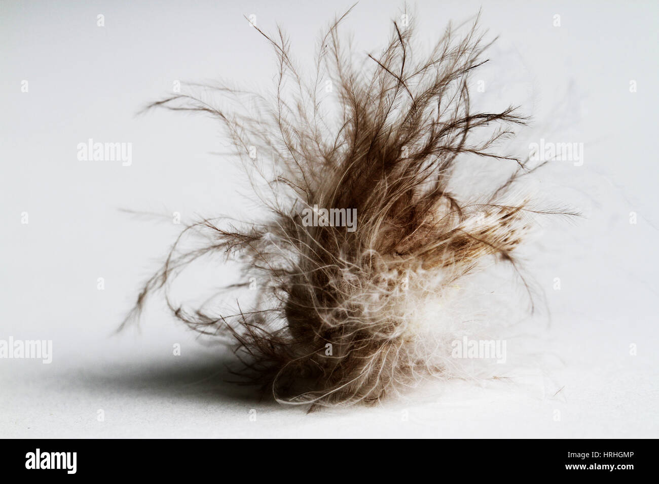 Fine feather hi-res stock photography and images - Alamy