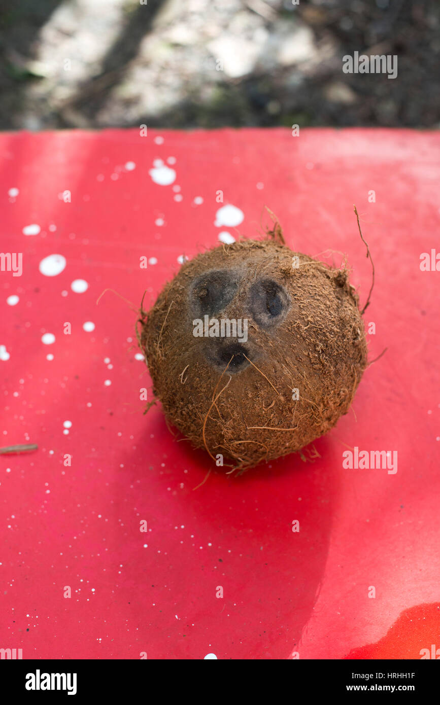 Raw coconut shell hi-res stock photography and images - Alamy