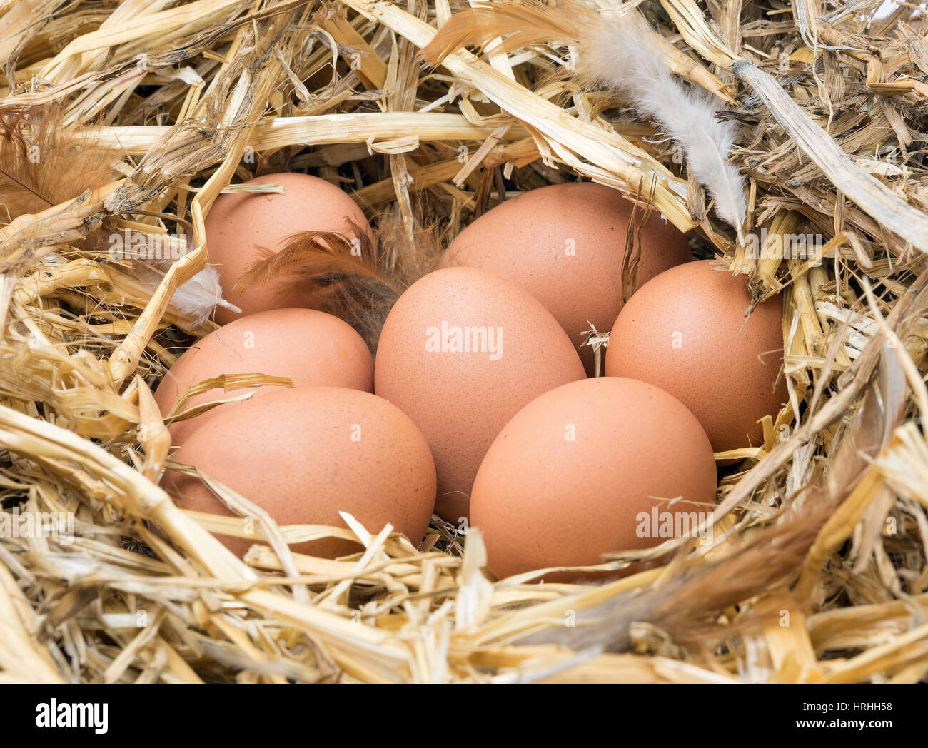 Straw nest hen hi-res stock photography and images - Alamy