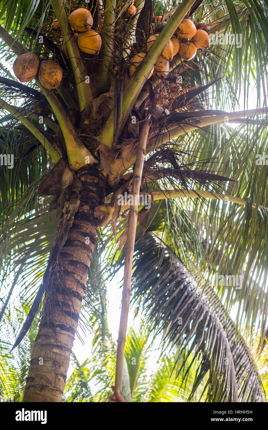 Falling coconuts hi-res stock photography and images - Alamy