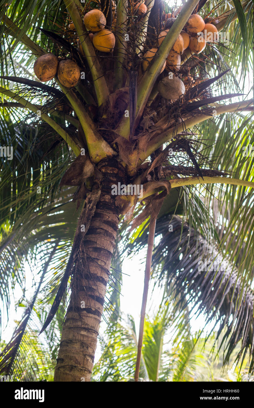 Beware of falling coconuts hi-res stock photography and images - Alamy