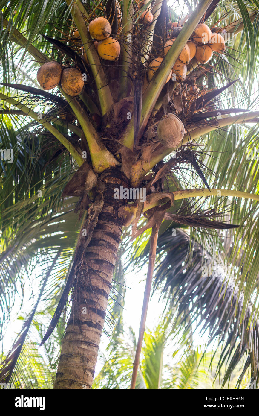Falling Coconuts High Resolution Stock Photography and Images - Alamy