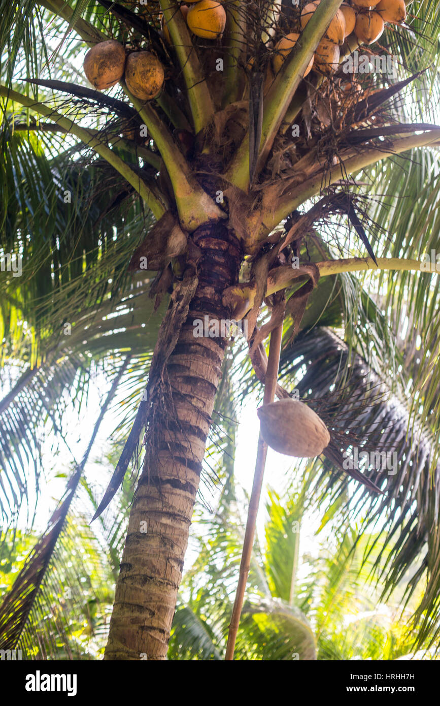 Falling coconuts hi-res stock photography and images - Alamy
