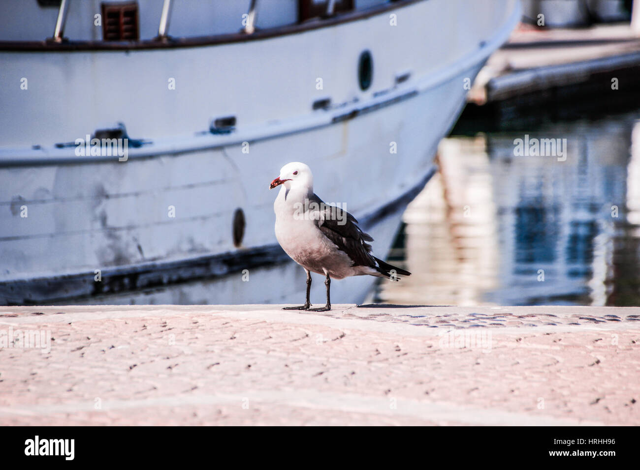 Photograph of a seagull and a marine environment photograph Stock Photo ...