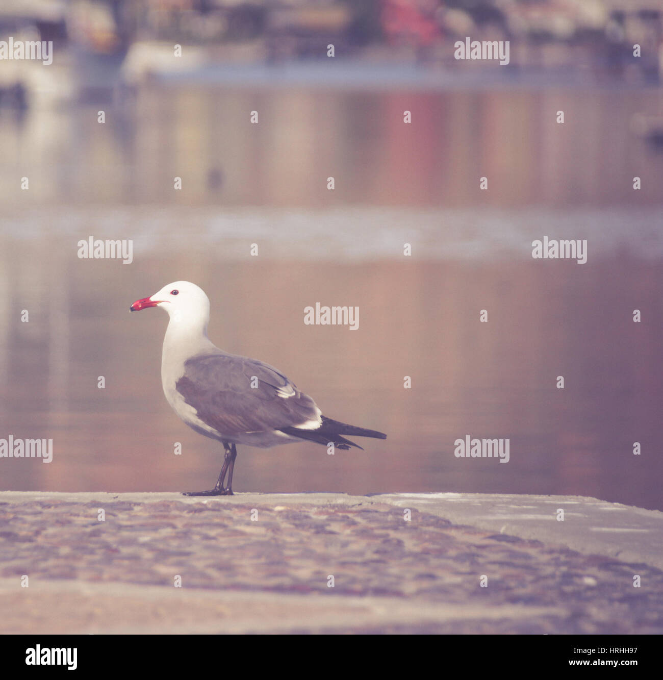 Photograph of a seagull and a marine environment photograph Stock Photo ...