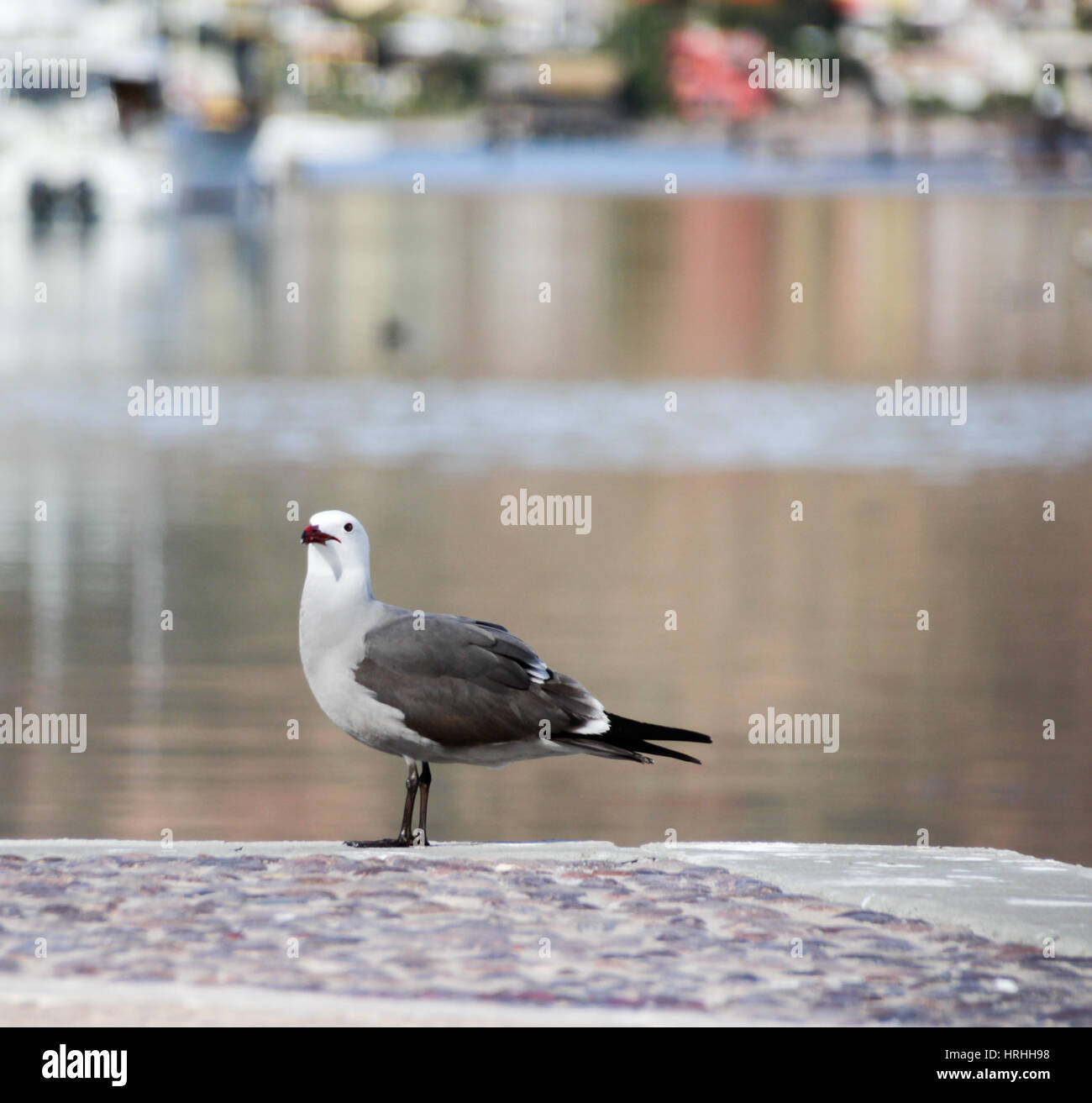Photograph of a seagull and a marine environment photograph Stock Photo ...