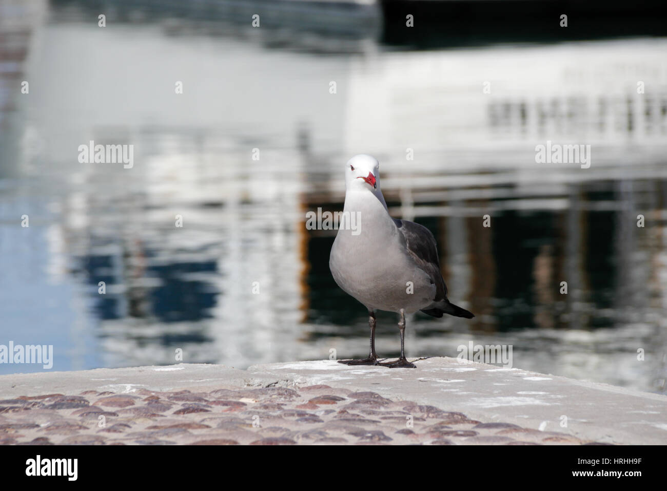 Photograph of a seagull and a marine environment photograph Stock Photo ...