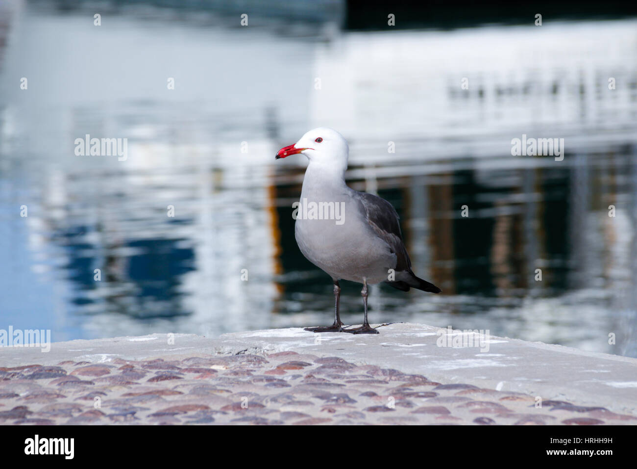 Photograph of a seagull and a marine environment photograph Stock Photo ...