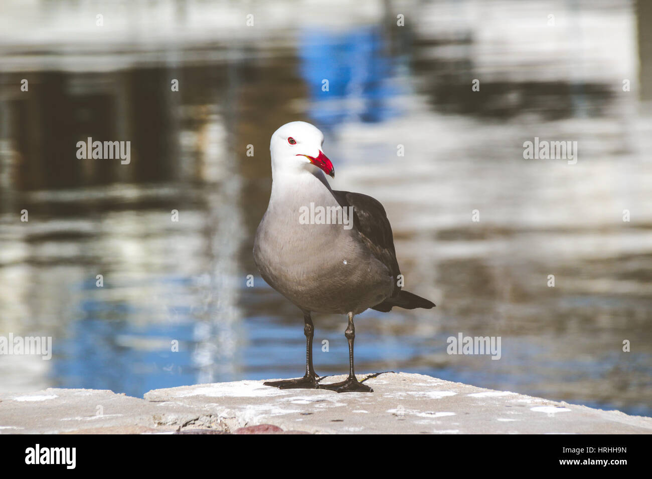 Photograph of a seagull hi-res stock photography and images - Alamy