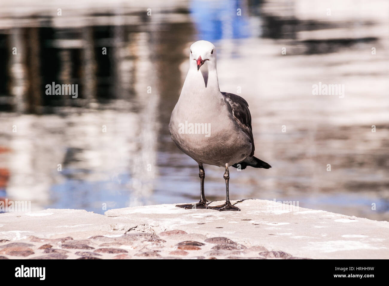 Photograph of a seagull and a marine environment photograph Stock Photo ...