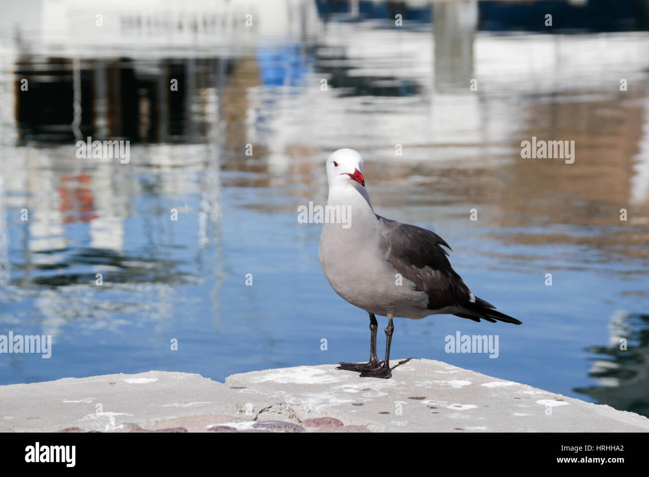 Photograph of a seagull and a marine environment photograph Stock Photo ...