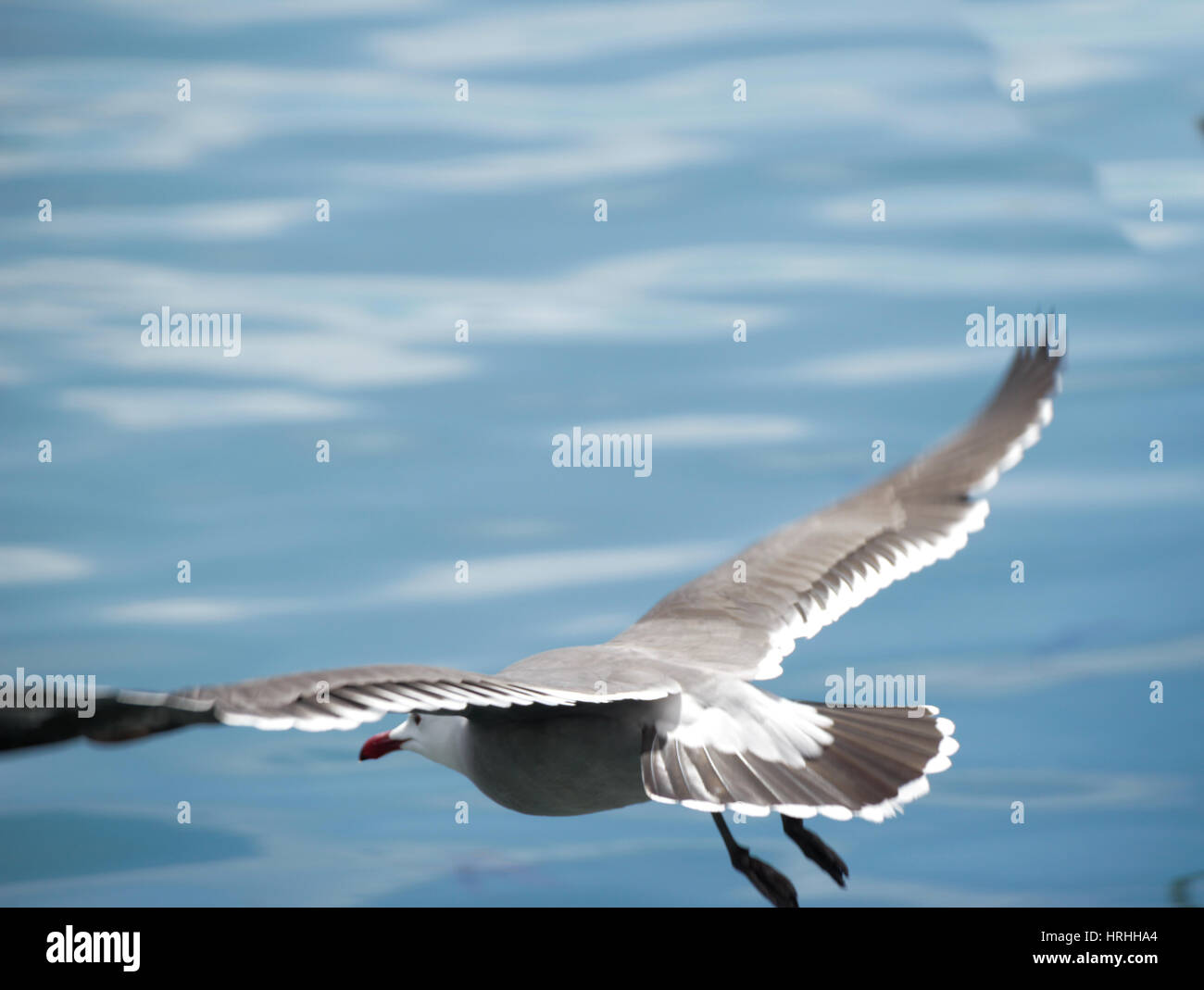 Photograph of a seagull and a marine environment photograph Stock Photo ...