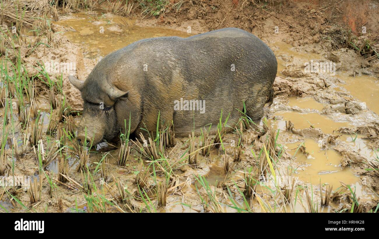 Brown pig hi-res stock photography and images - Alamy
