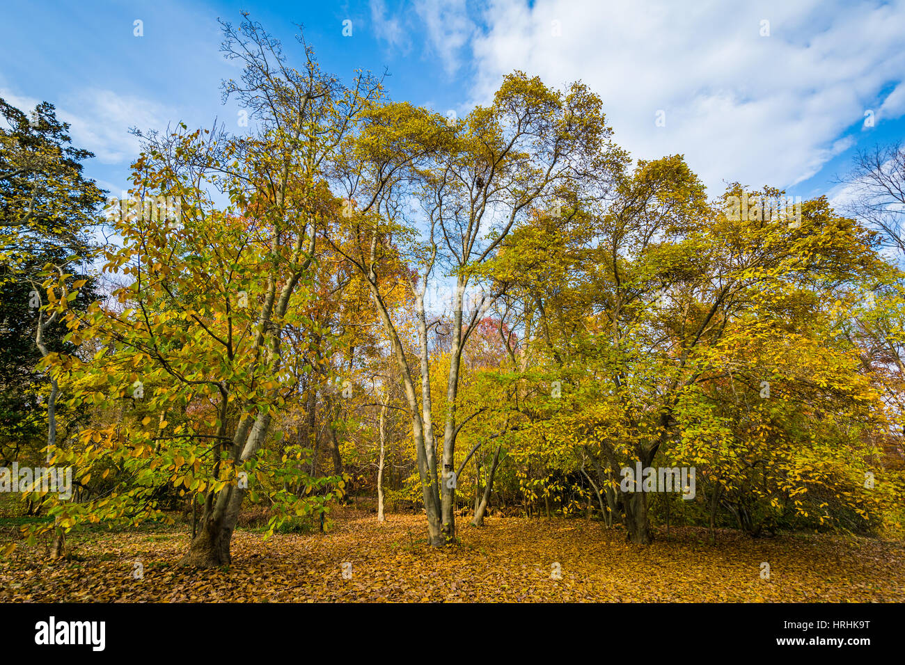 Autumn color at Cylburn Arboretum, in Baltimore, Maryland Stock Photo ...