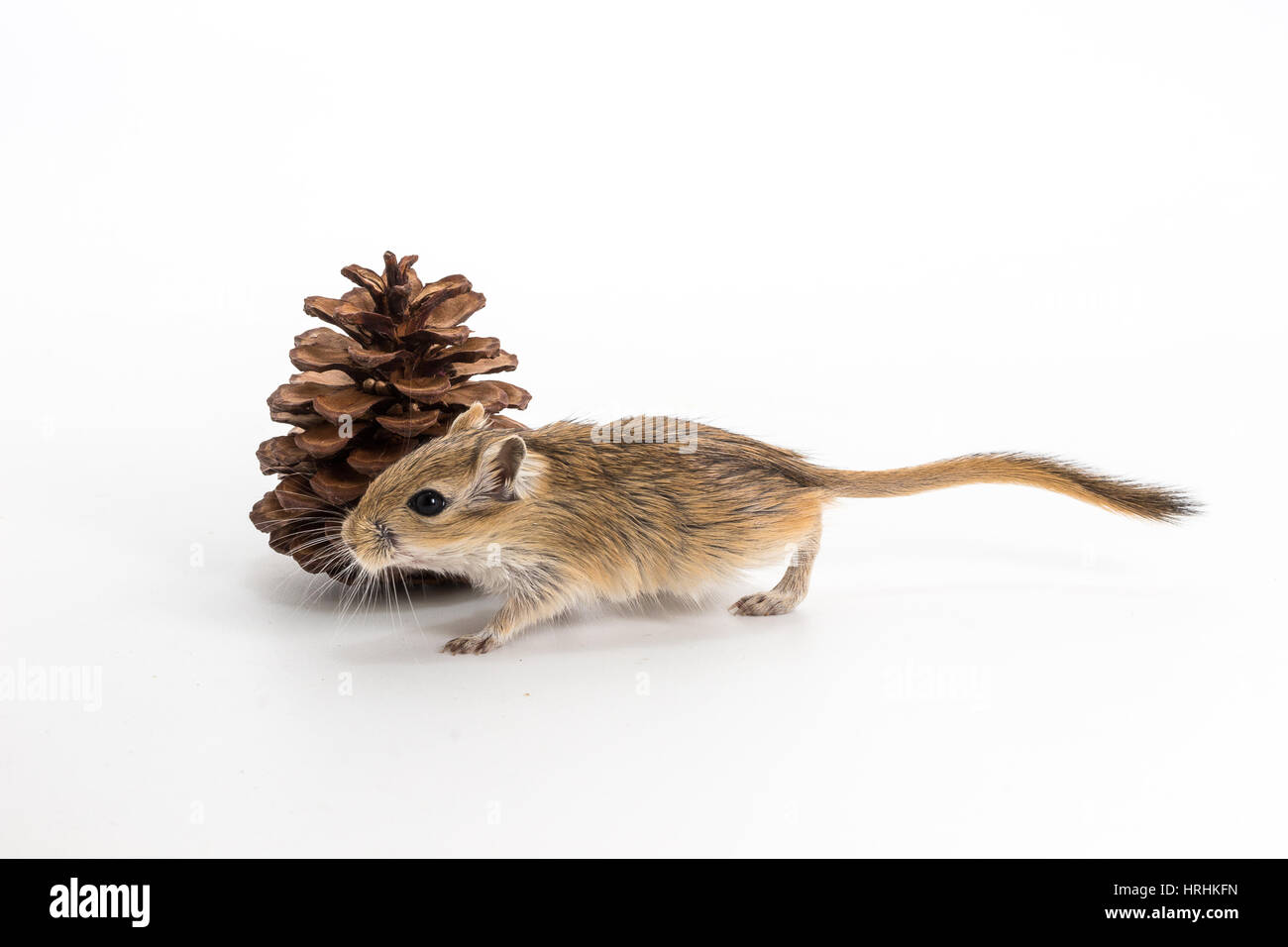 Litter Mongolian gerbil, Desert Rat on white background Stock Photo - Alamy