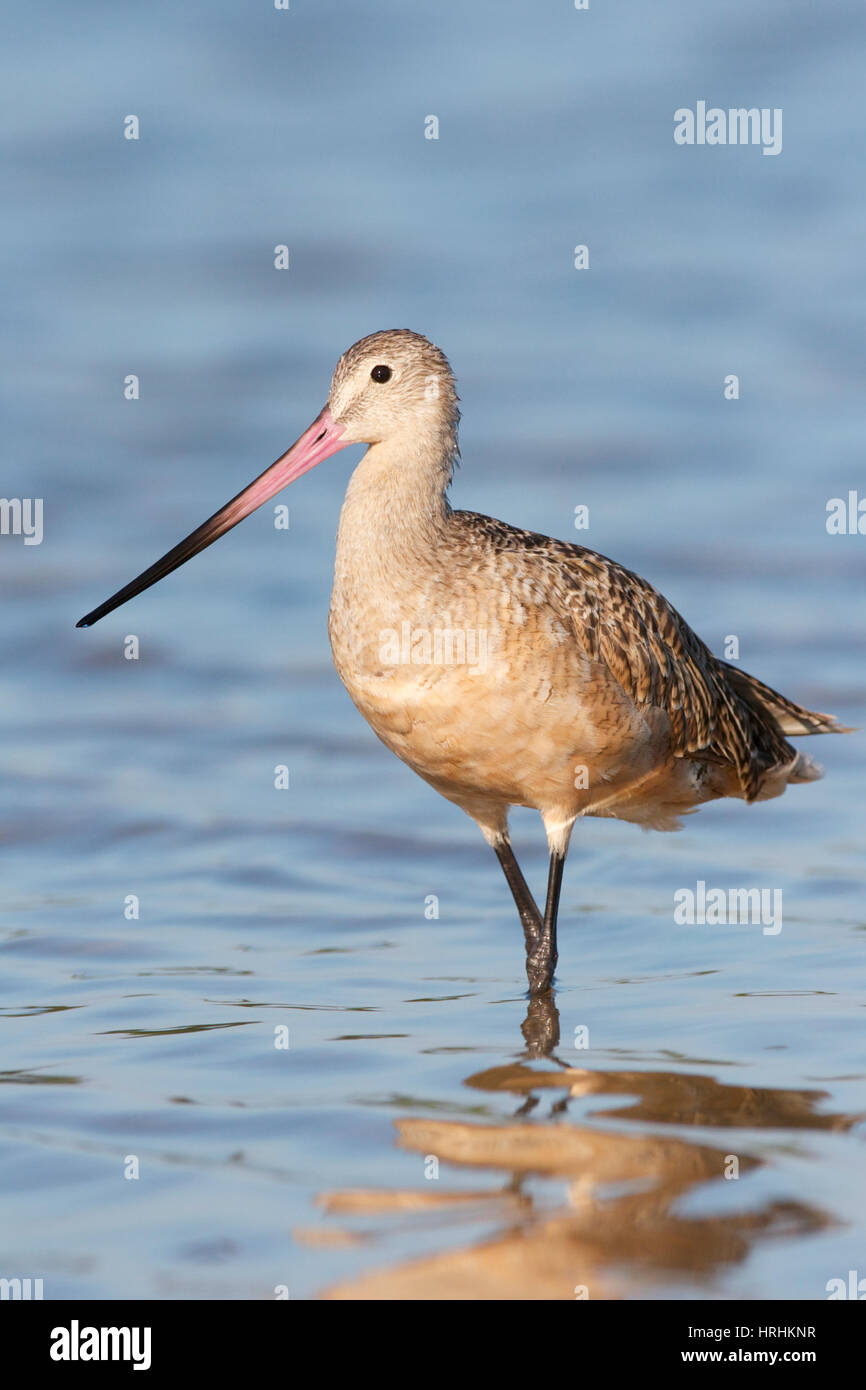 Marbled Godwit, Limosa fedoa,, standing in shallow blue water Stock ...