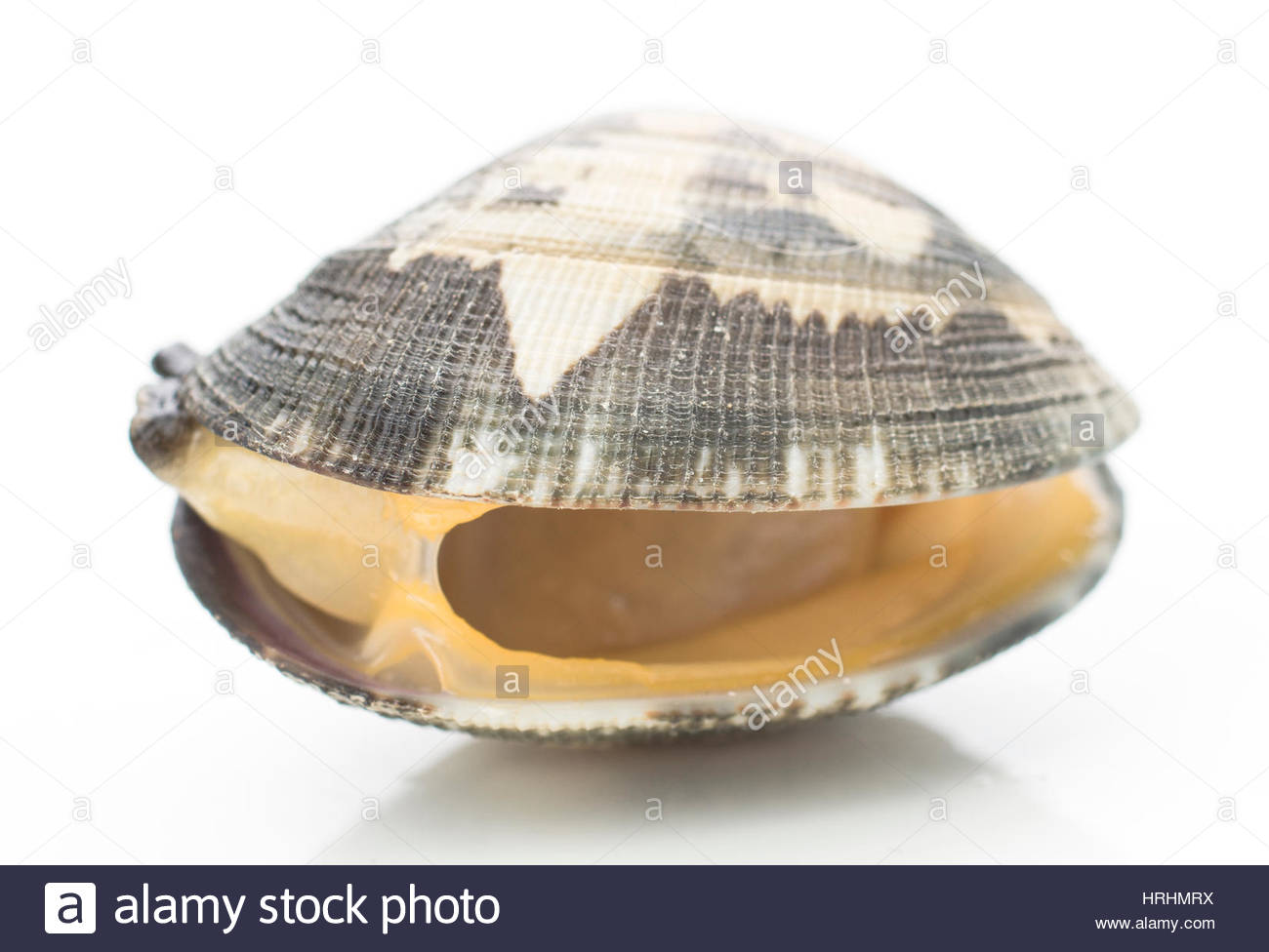 Live Clams Stock Photos & Live Clams Stock Images - Alamy