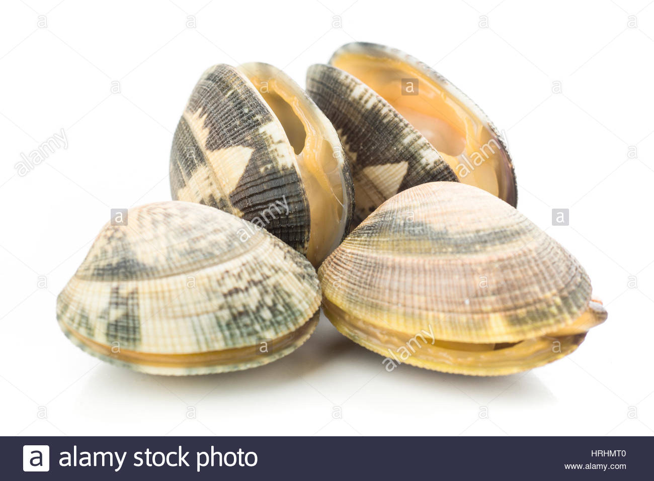 Live Clams Stock Photos & Live Clams Stock Images - Alamy
