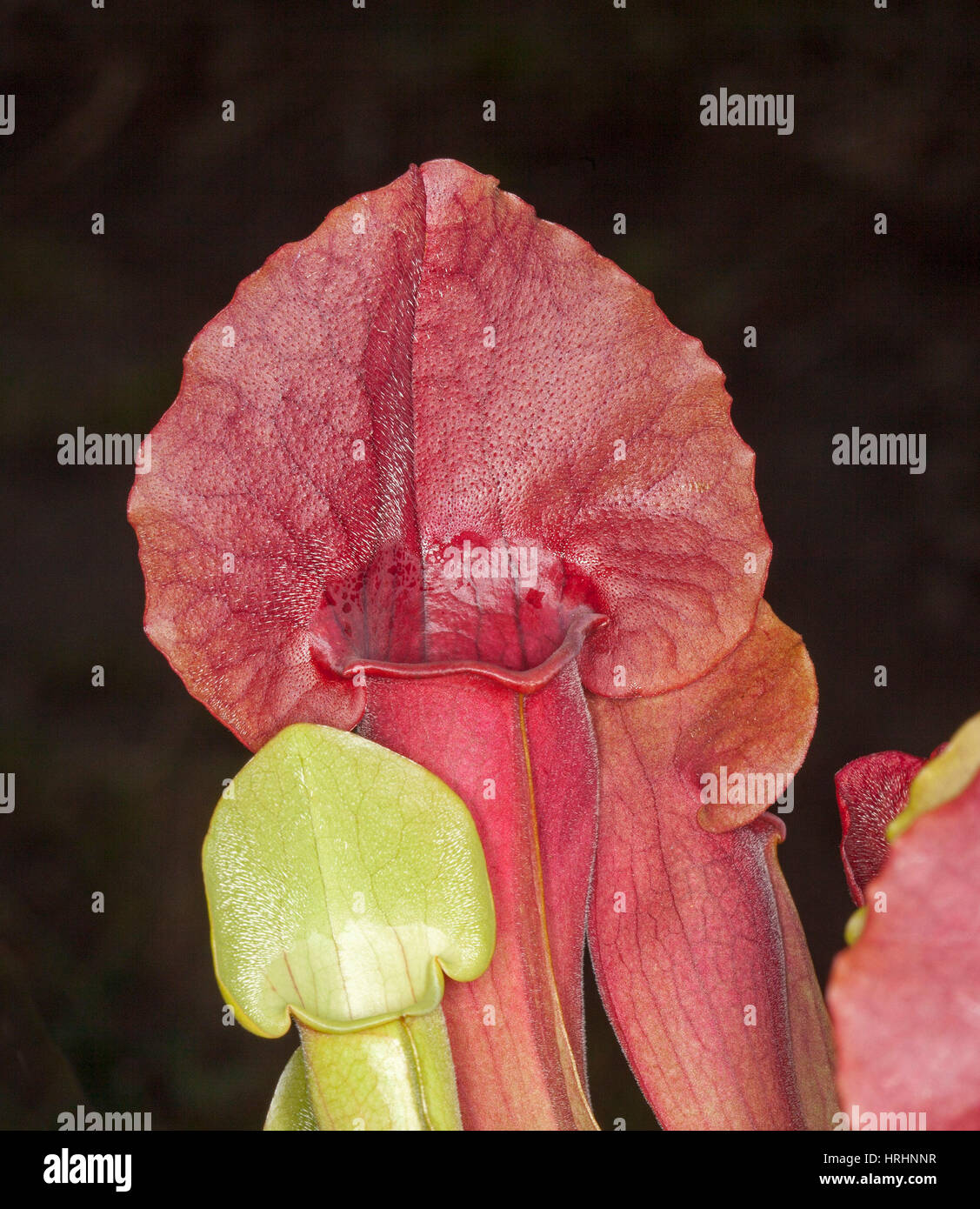 Sarracenia leucophylla, insect-eating trumpet pitcher plant with vivid ...