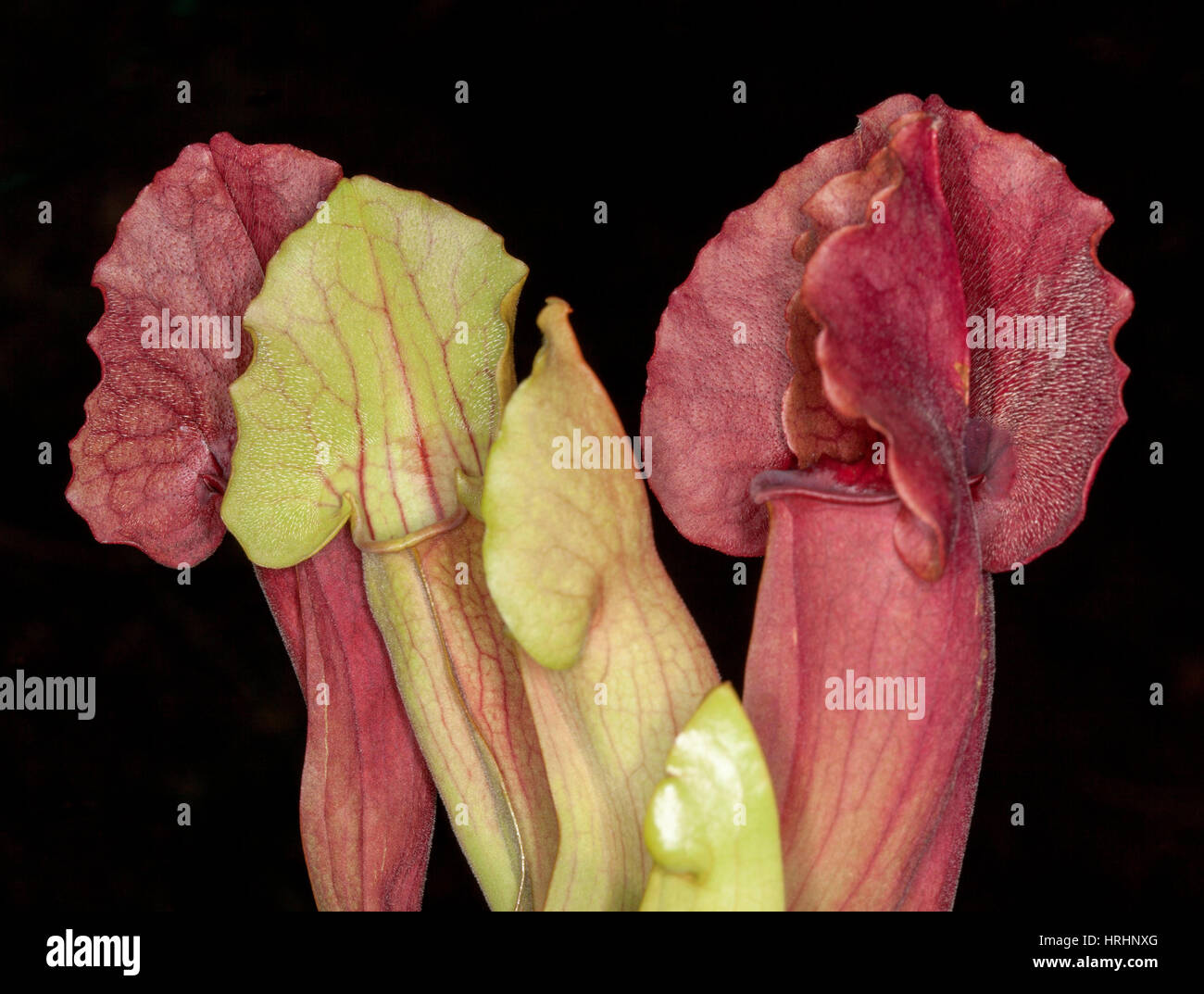 Black pitcher plant light hi-res stock photography and images - Alamy
