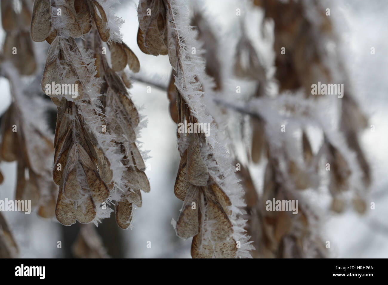 Seeds of an ash hi-res stock photography and images - Alamy