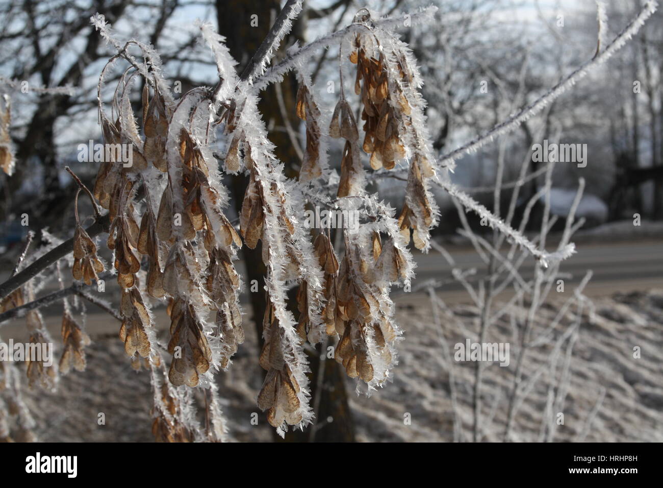 Ash twig winter hi-res stock photography and images - Alamy