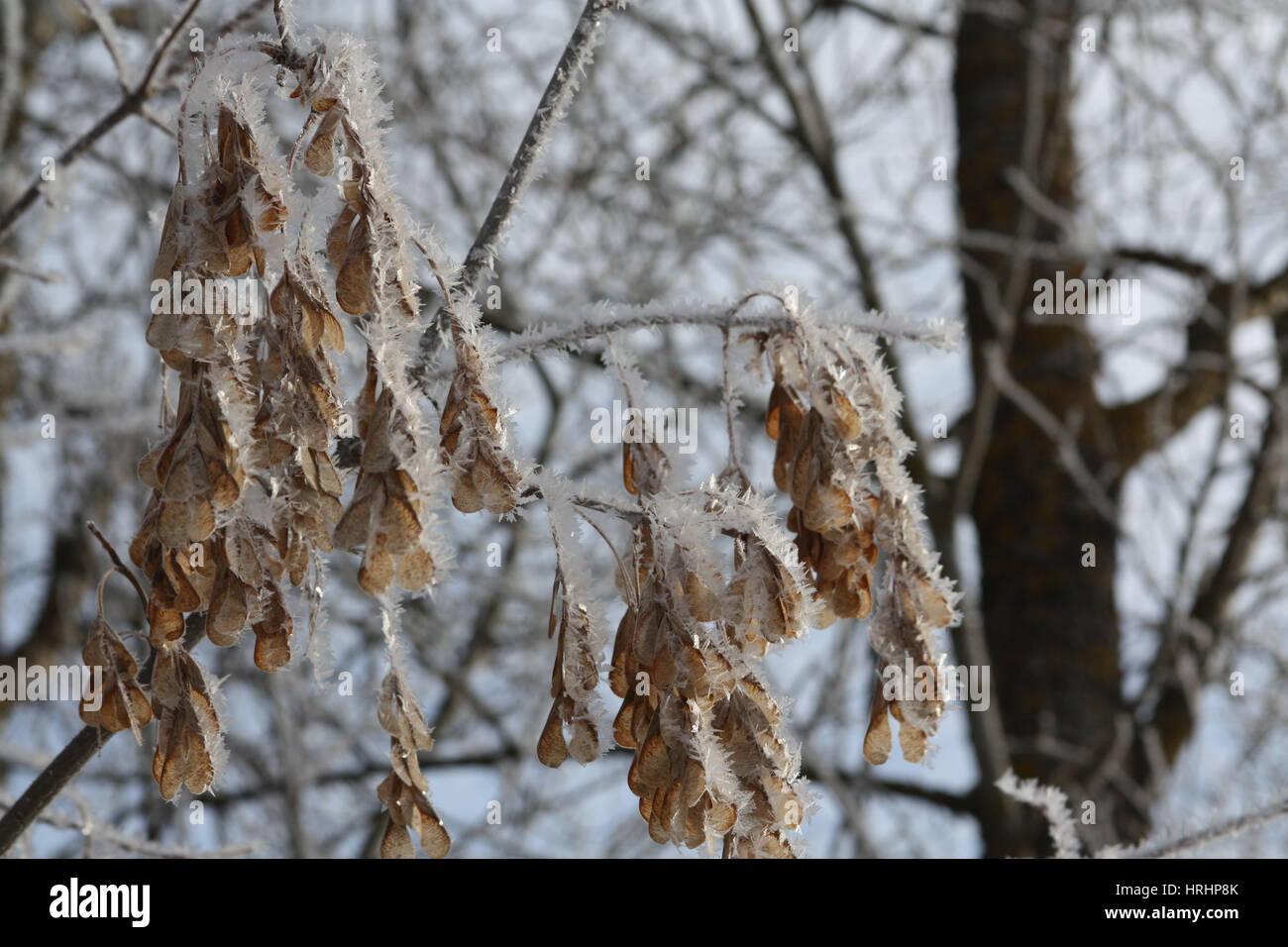 Ash twig winter hi-res stock photography and images - Alamy