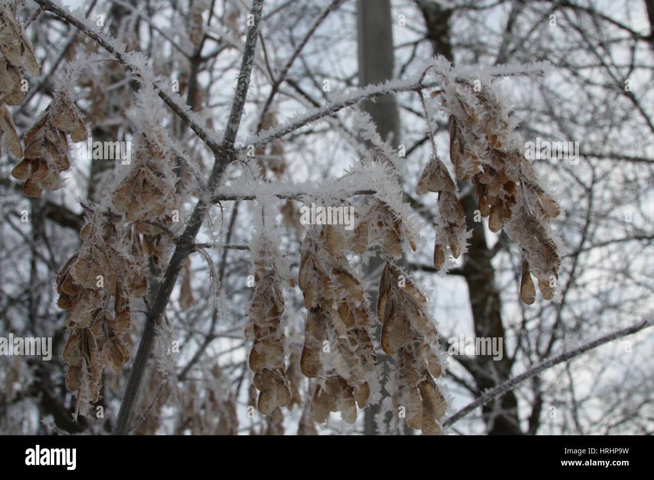 Ash twig winter hi-res stock photography and images - Alamy