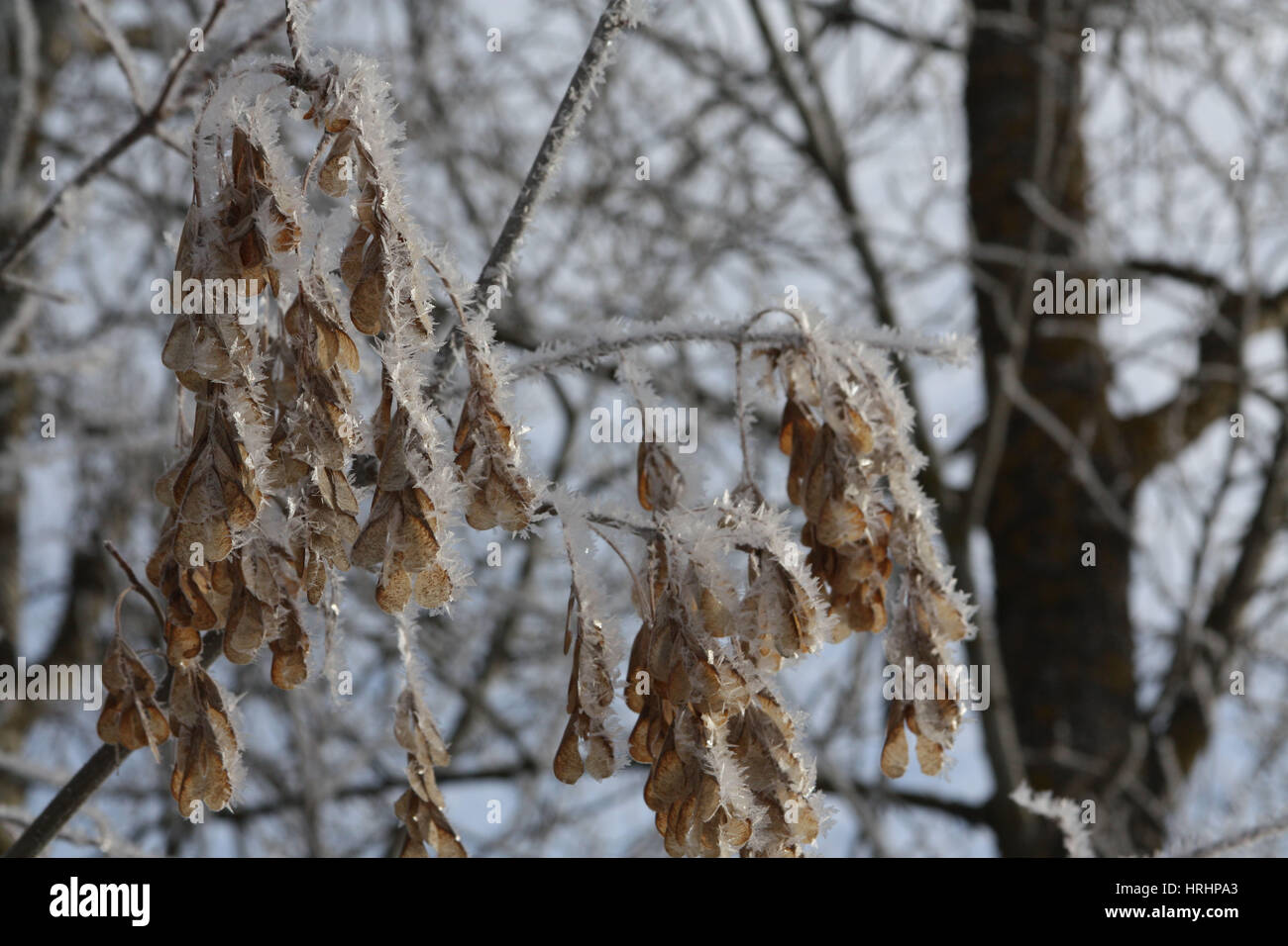 A bunch of seeds of ash-tree covered with snowflakes Stock Photo - Alamy