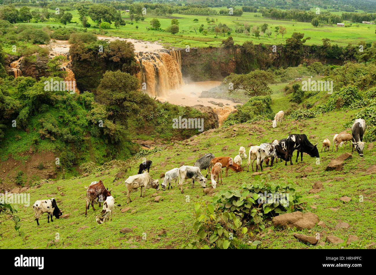Waterfall on the Blue Nile flowing from the Tana lake in Ethiopia Stock ...