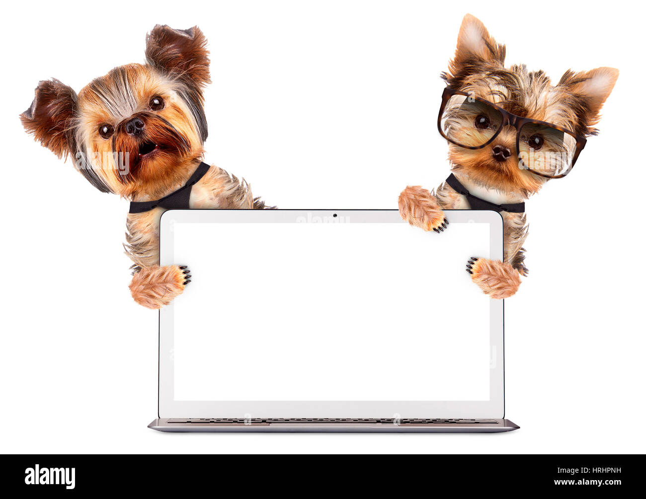 Funny dogs sitting behind laptop. Business concept Stock Photo - Alamy