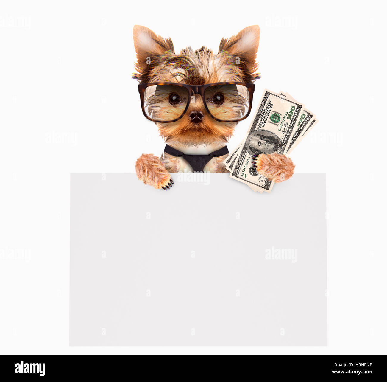 Funny dogs holding bundles of money and banner Stock Photo - Alamy