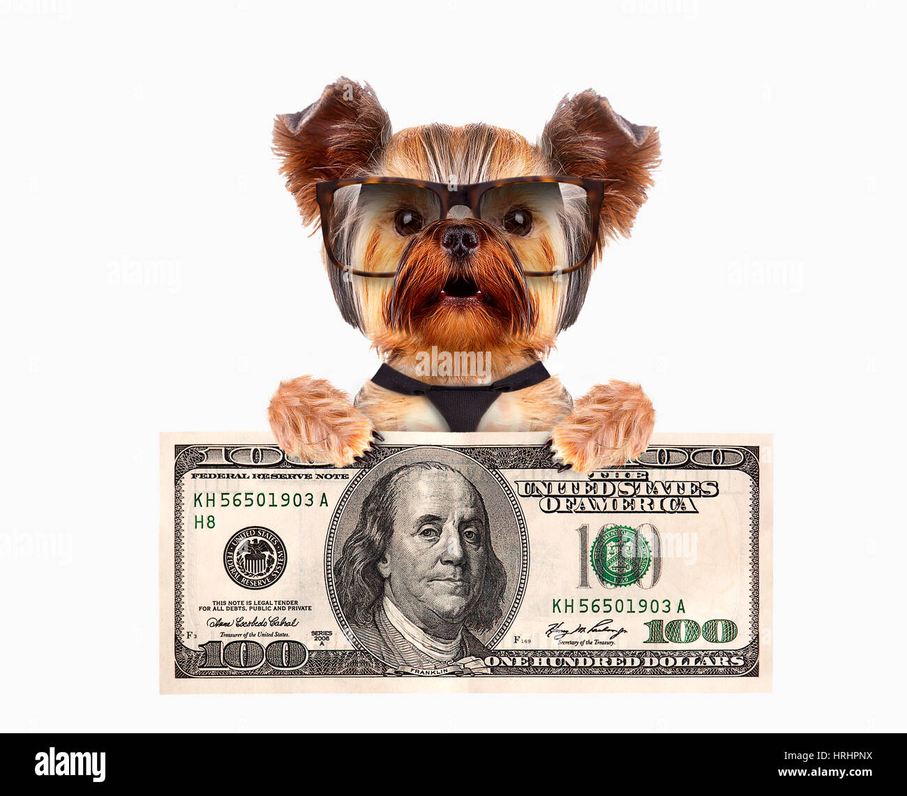 Dog Finance Jokes Money Will Buy A Fine Dog..| Funny Dog Wood Sign|