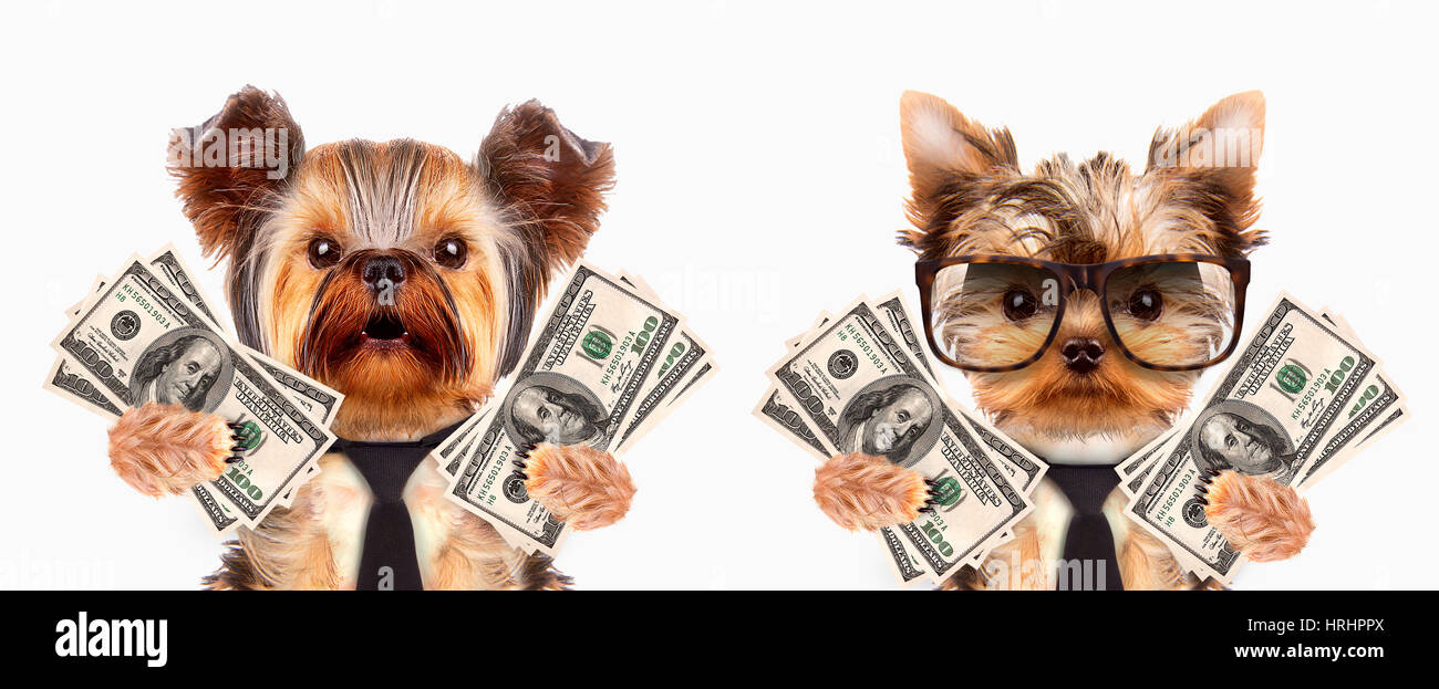 Funny dogs holding bundles of money Stock Photo - Alamy