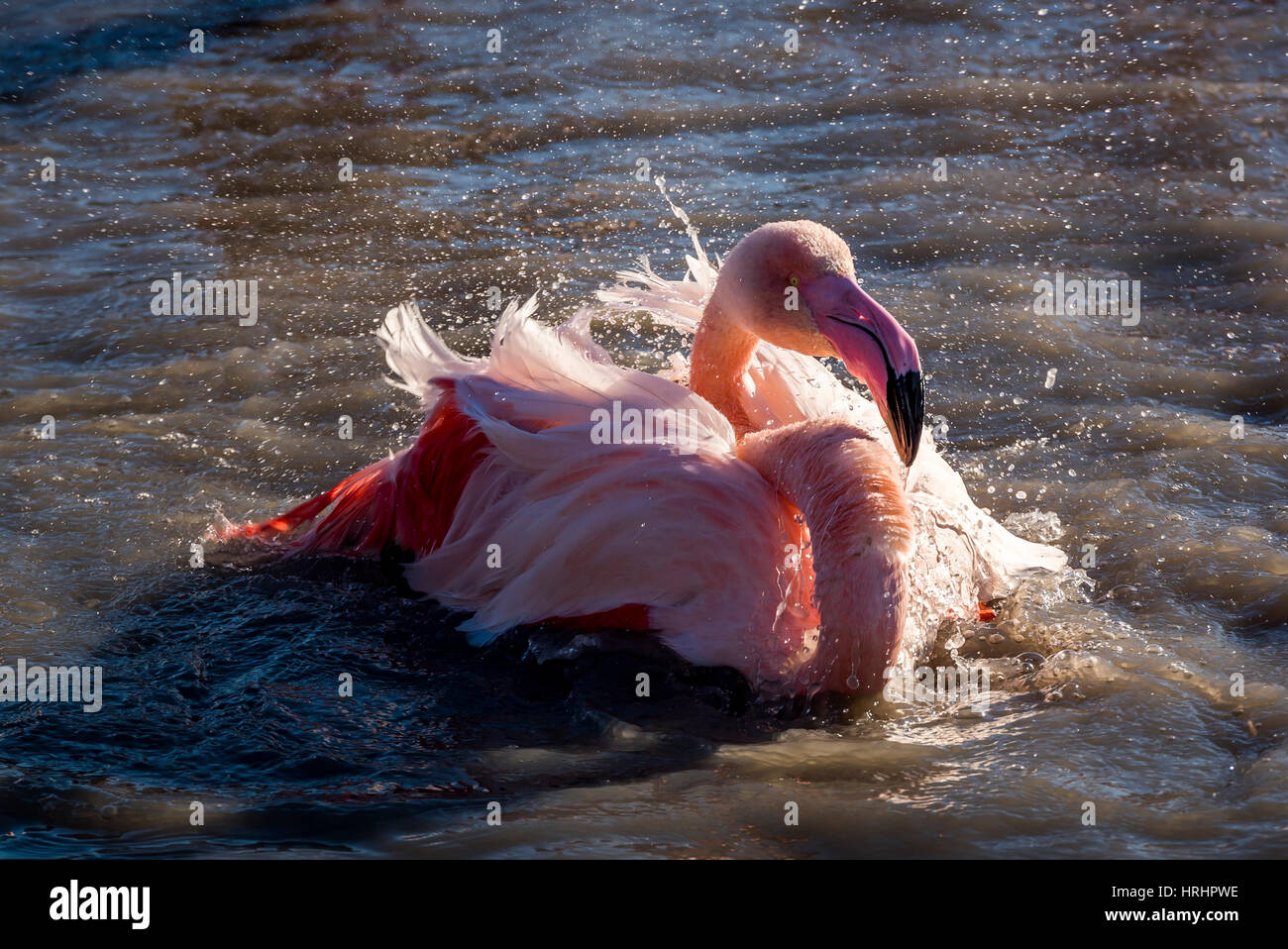 a greater flamingo taking a bath at sunset in the camargue , france ...