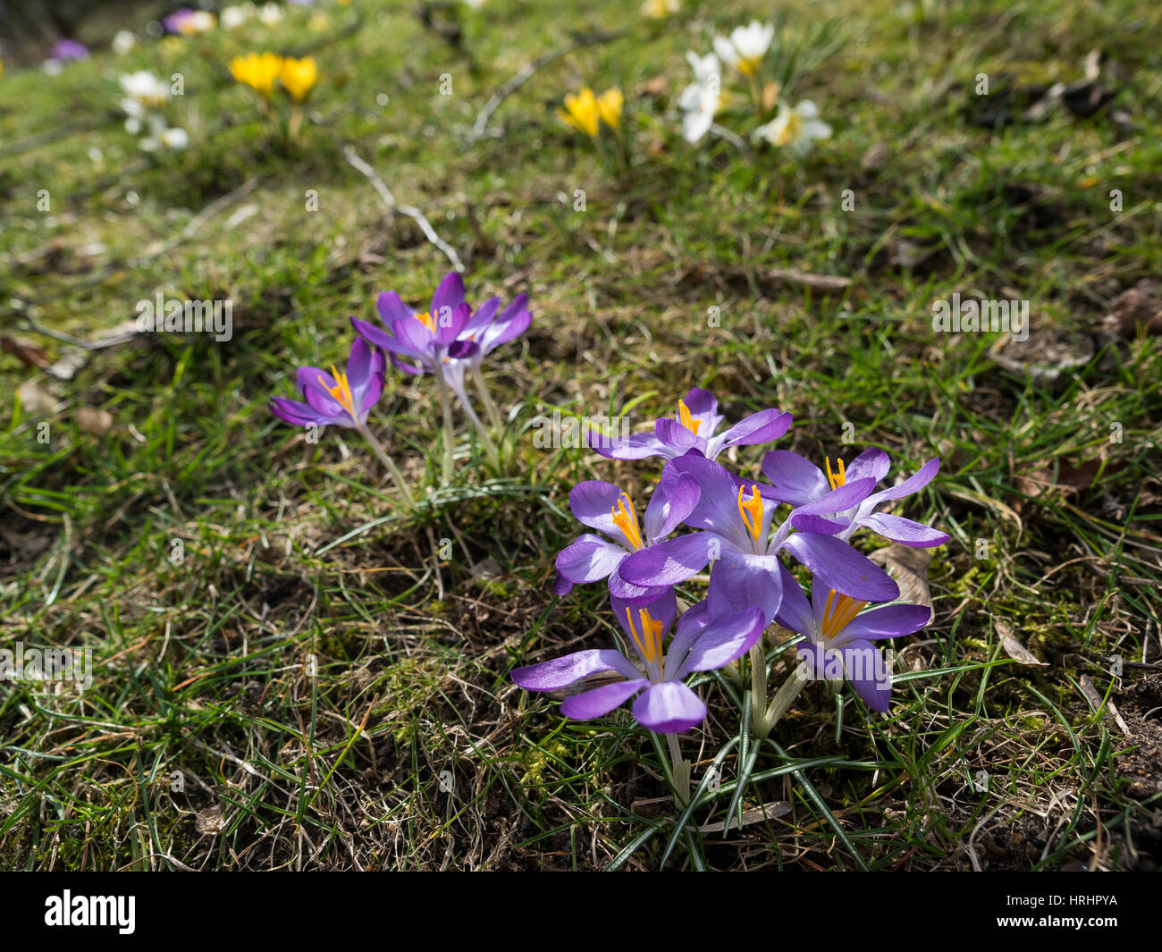 Blooming crocus fields hi-res stock photography and images - Alamy