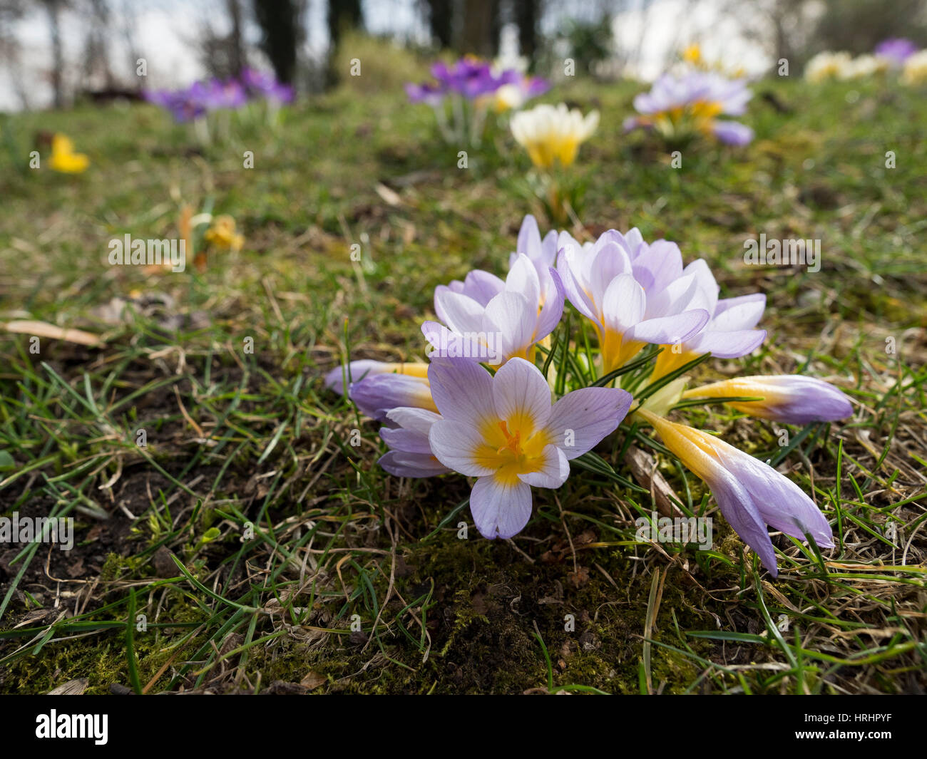 Purple crocus against field hi-res stock photography and images - Alamy