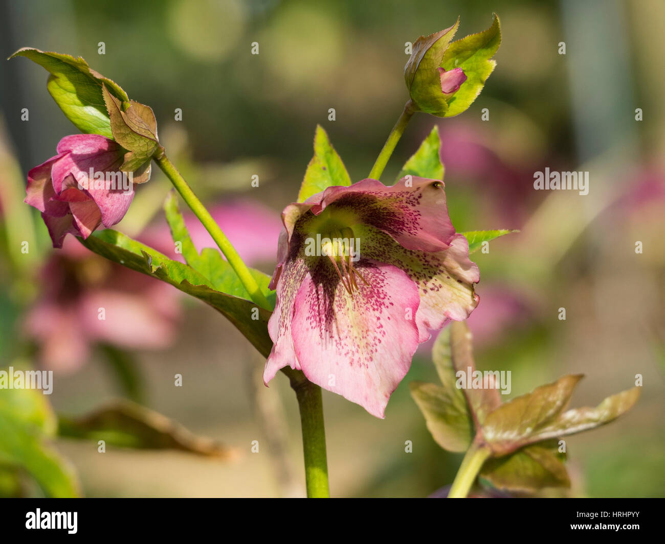Lenten roses hi-res stock photography and images - Alamy