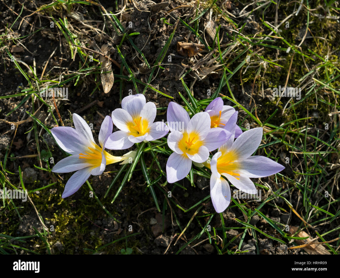 Crocus fields hi-res stock photography and images - Alamy