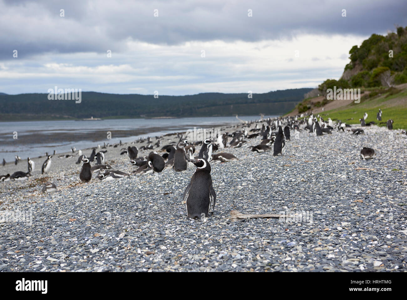 A magellanic penguin colony at the beach on Martillo Island, Tierra del ...